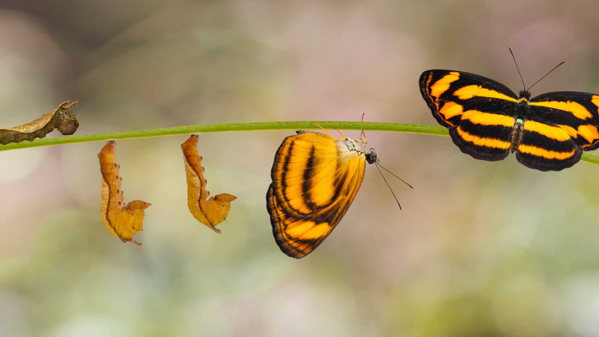 Thriving Through Change with ADHD - Neilson Mahoney Coaching